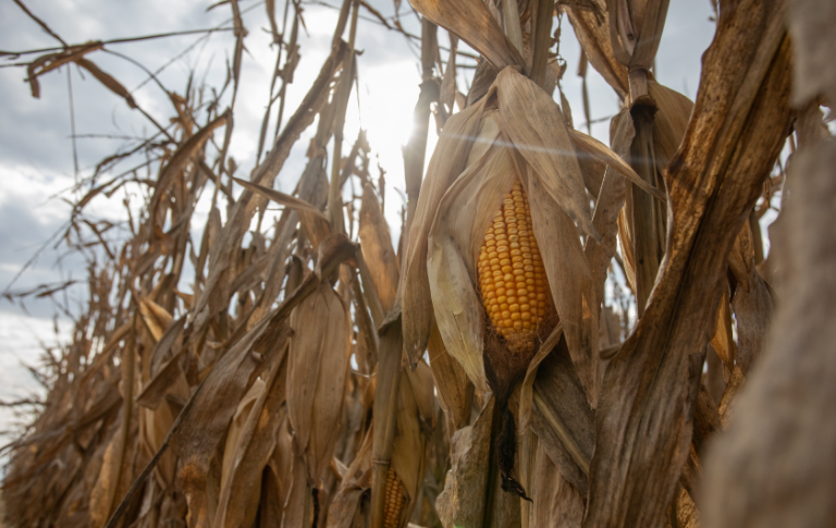 PRESS RELEASE: Bunge Launches New Platform To Connect North American ...