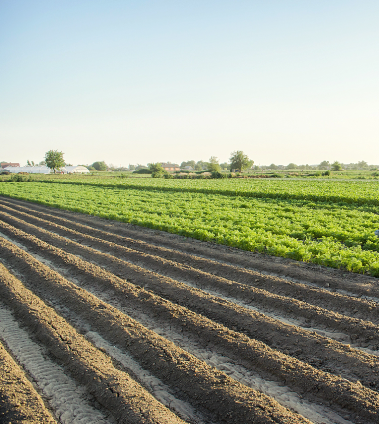 Alliance Advantage - Bunge