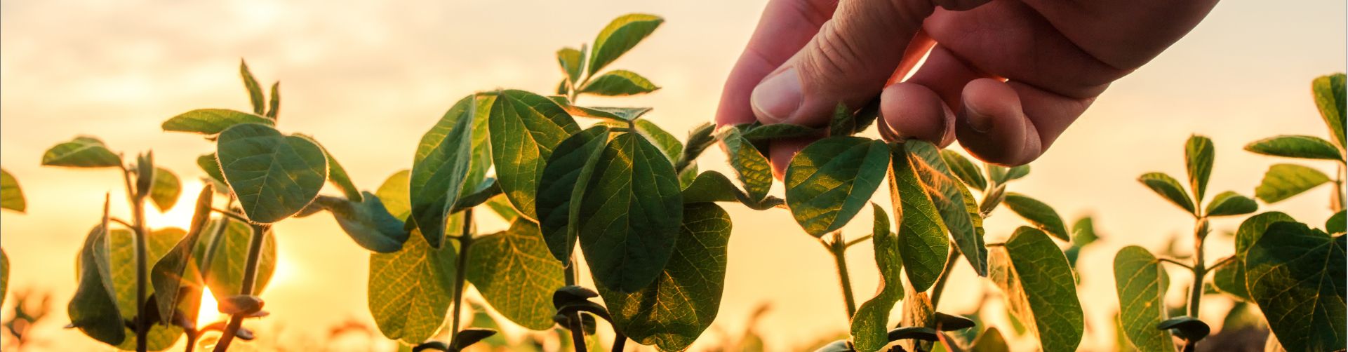 High Oleic Soybeans - Bunge