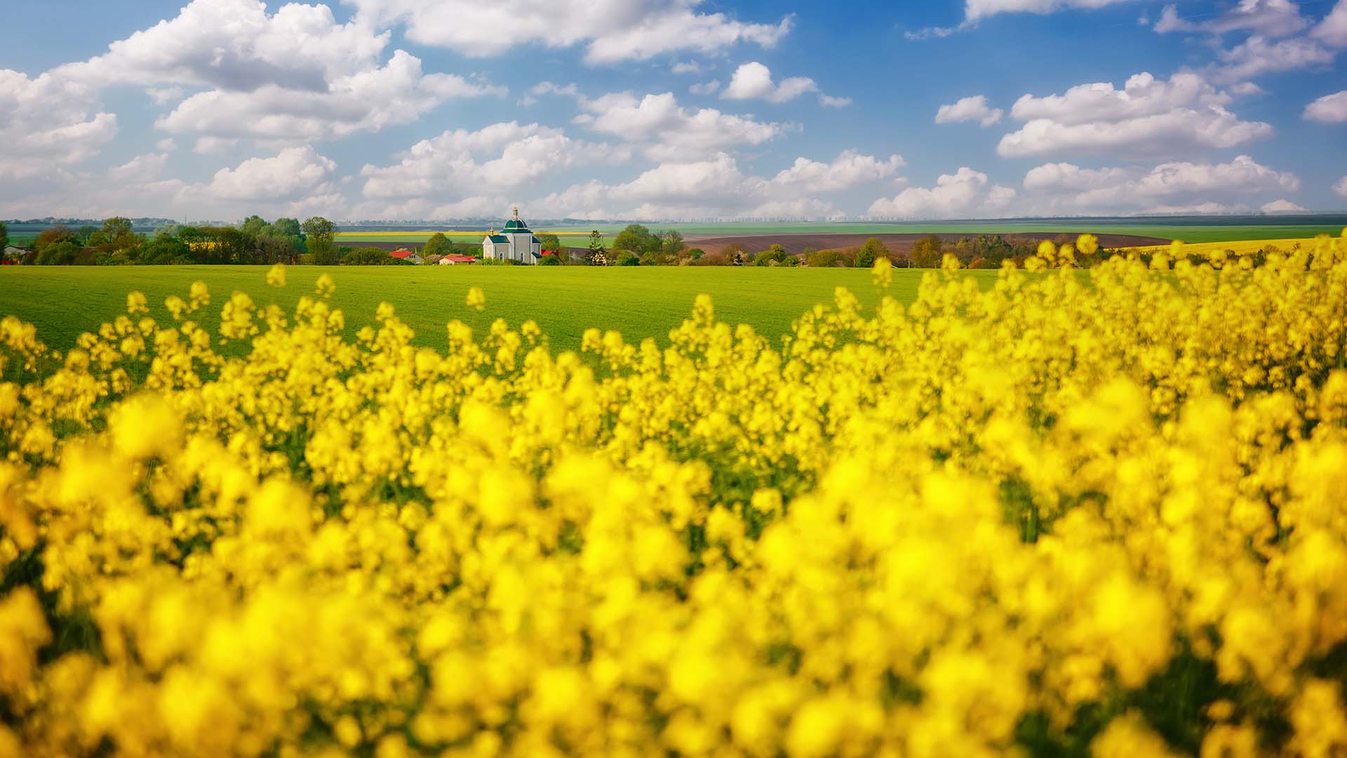 Nexera Canola Limits Risk, Adds Convenience, and Pays a Premium - Bunge
