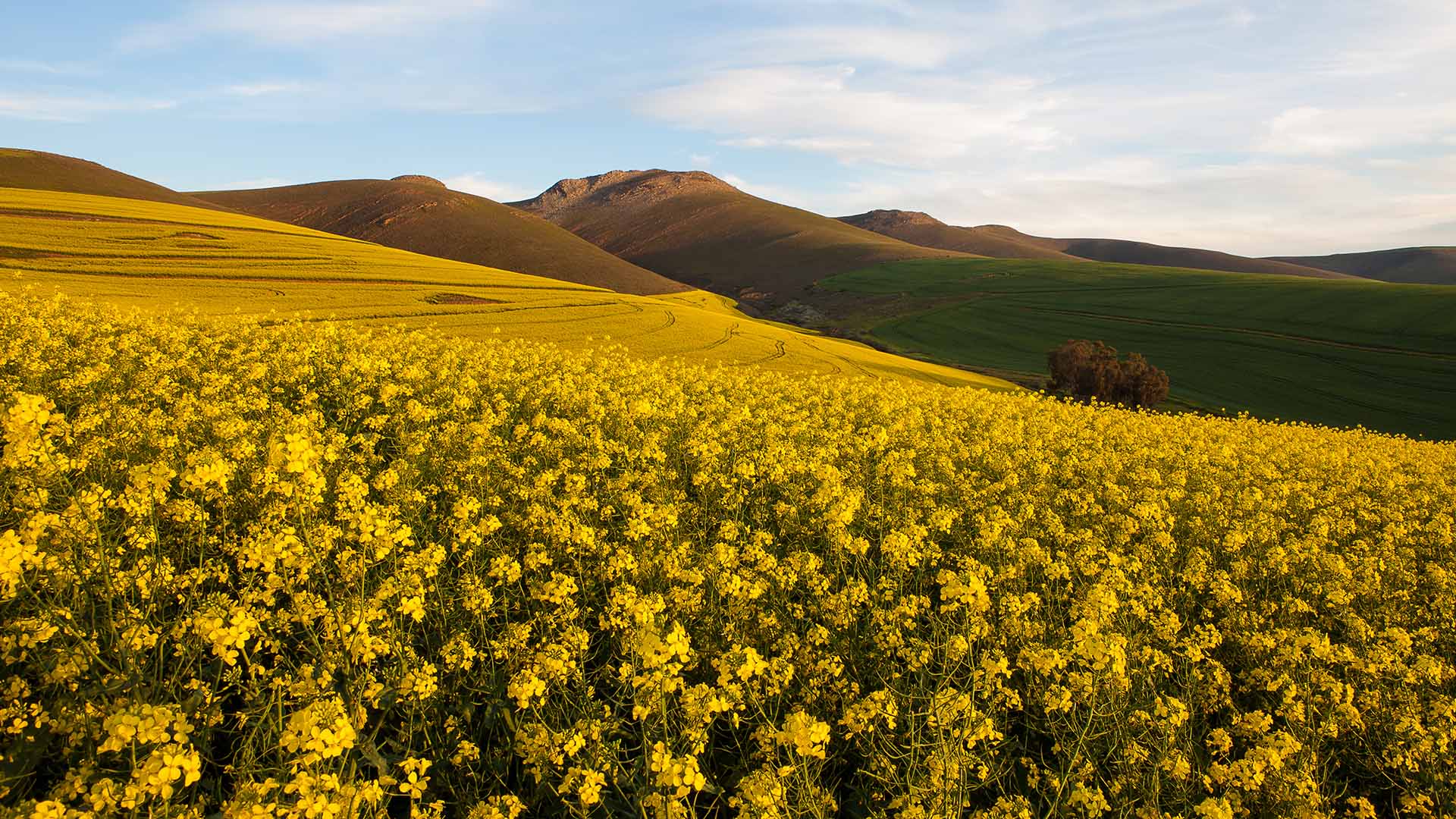 Nexera Canola Limits Risk, Adds Convenience, and Pays a Premium - Bunge