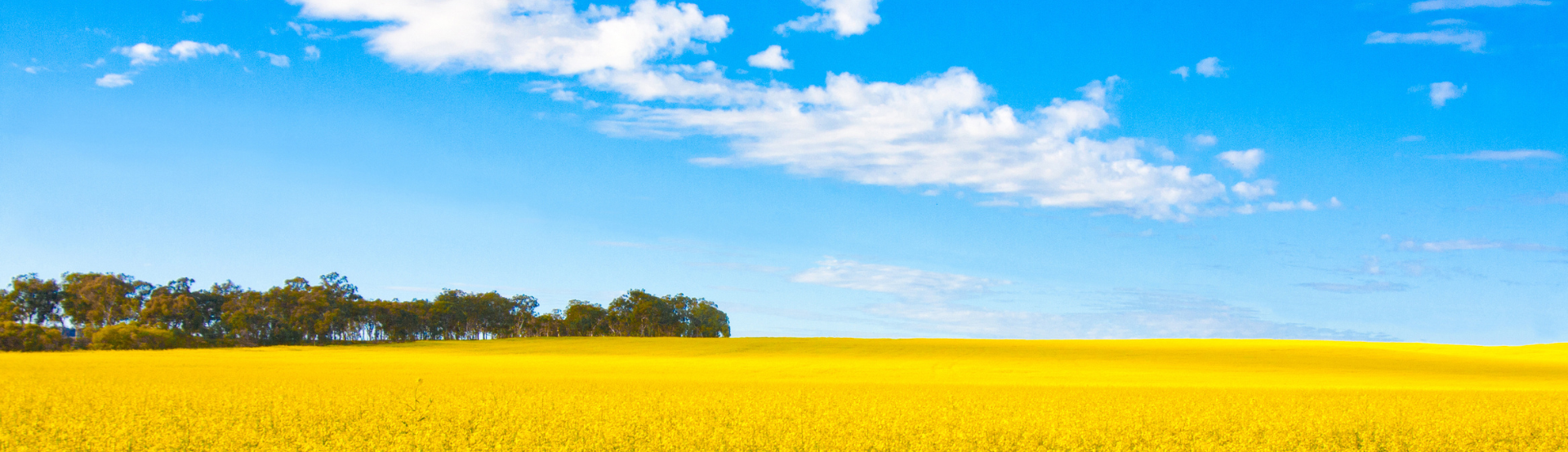 2027 Certified Winter Canola Program - Bunge